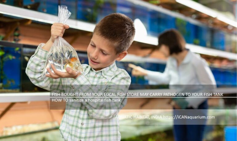 HOW TO Sanitize A Hospital Fish Tank