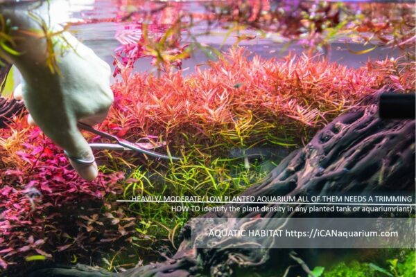 HOW TO Identify The Plant Density In Aquarium